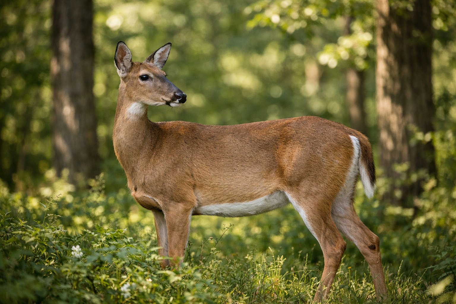 How Many Stomachs Does a Deer Have? The Complete Digestive Guide - Know ...
