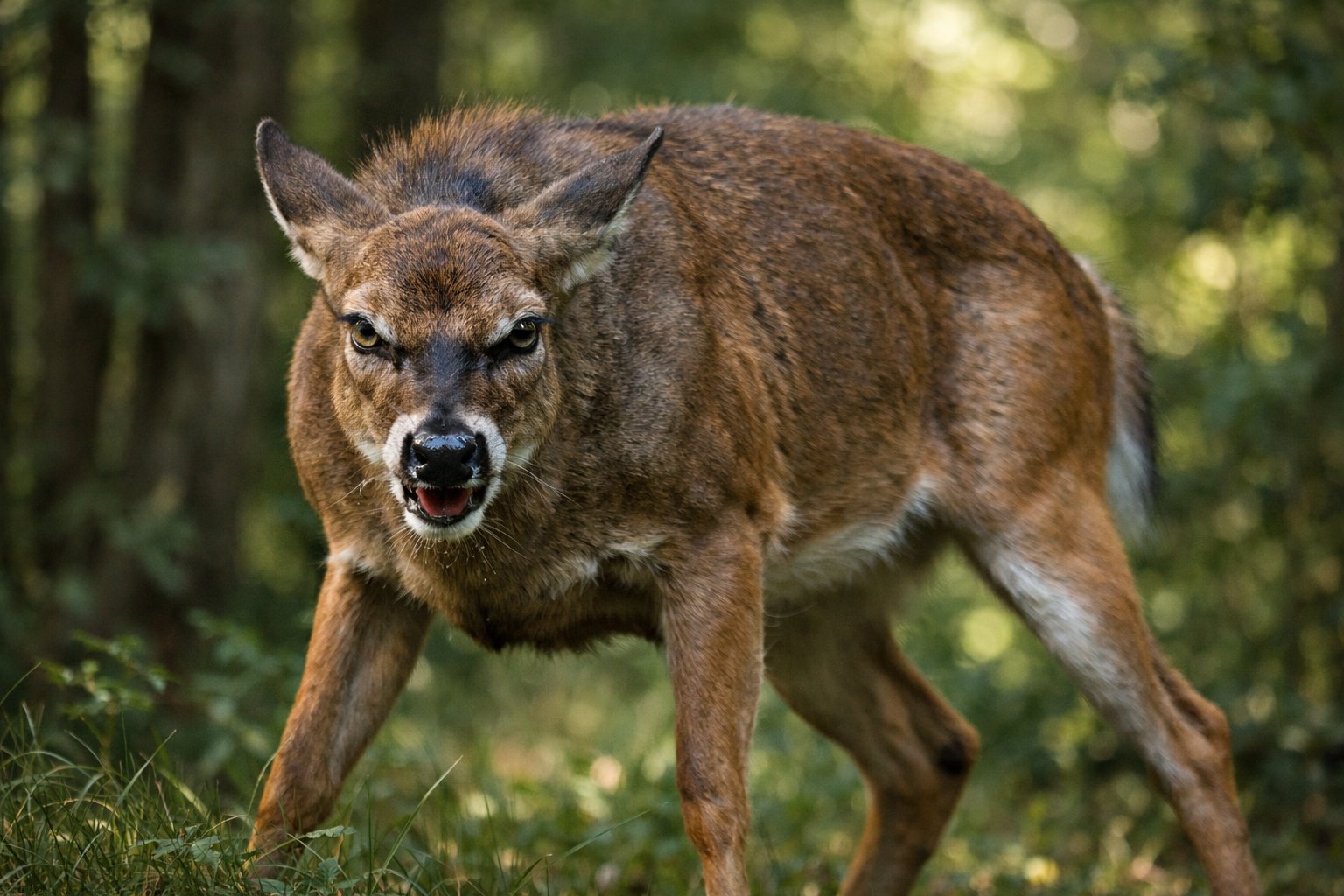 What Do Deer Do When Mad? Body Language, Aggression & Safety - Know Animals