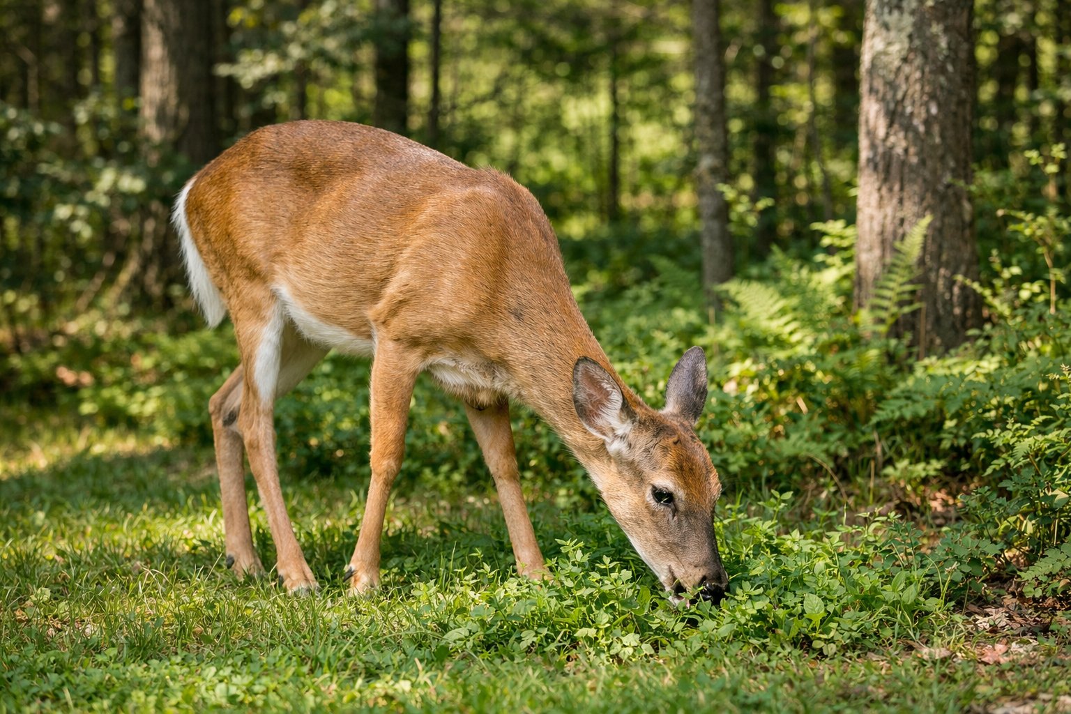 Do Deer Ever Eat Meat? Surprising Facts About Deer Diets - Know Animals
