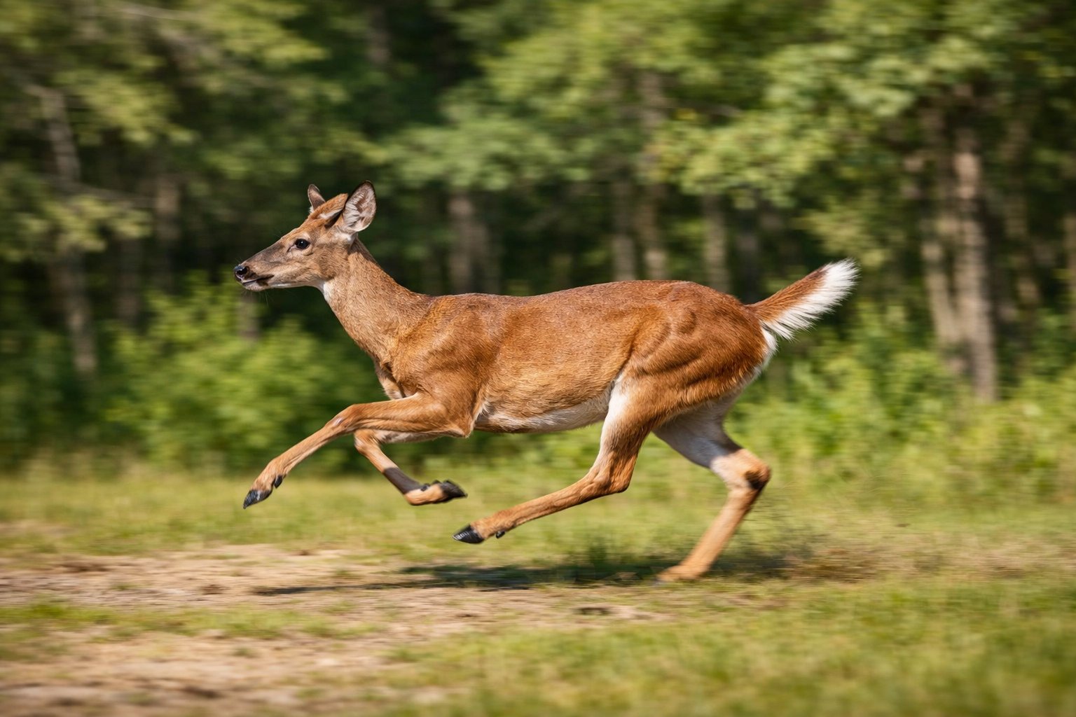 How Fast Do Deer Run? Key Facts on Deer Speed & Survival - Know Animals