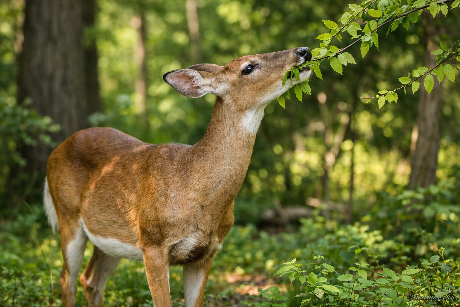 What Do Deer Eat? Essential Foods and Feeding Habits Explained - Know ...
