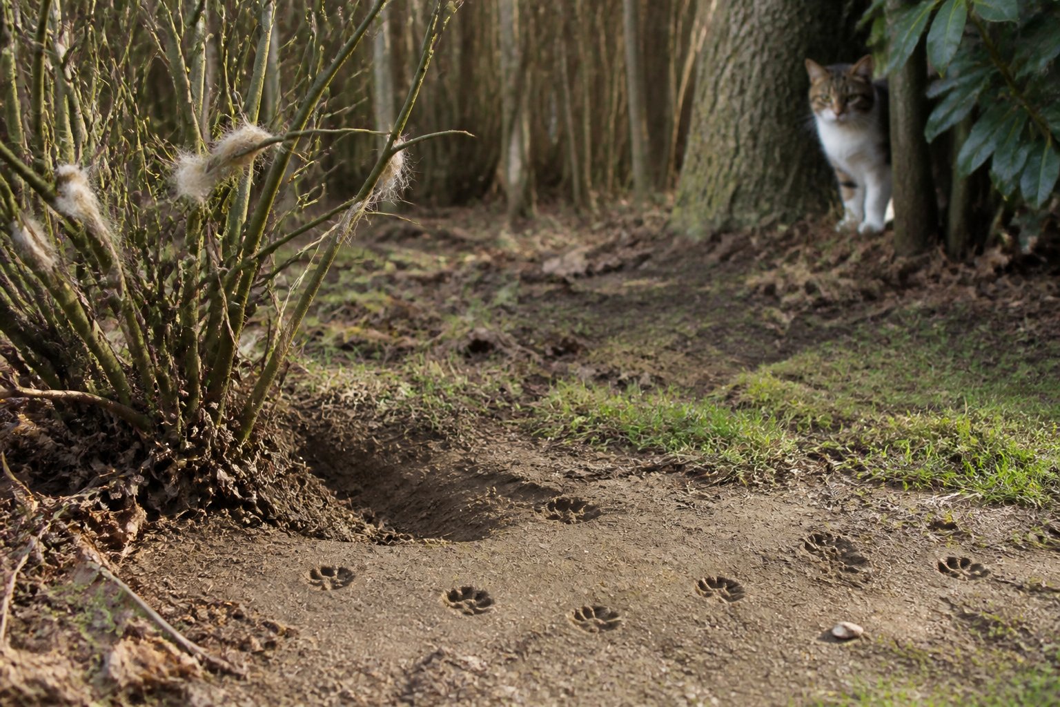 Would Fox Kill A Cat? Real Risk And Safety Tips - Know Animals