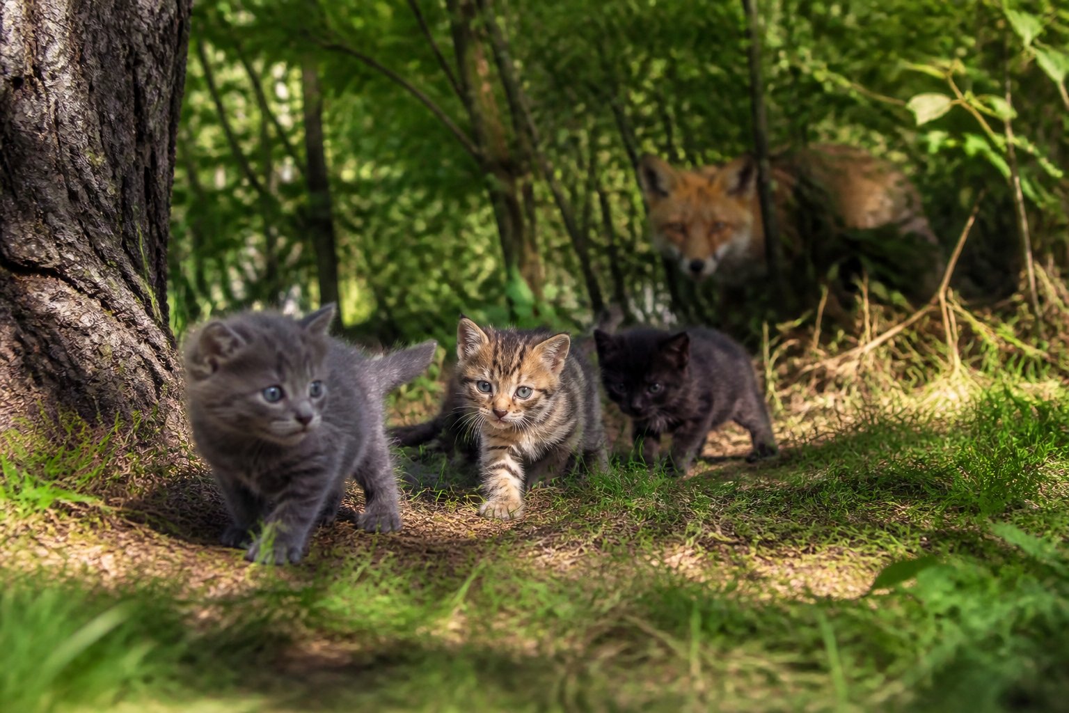 Would Foxes Eat Kittens? What Cat Owners Should Know - Know Animals