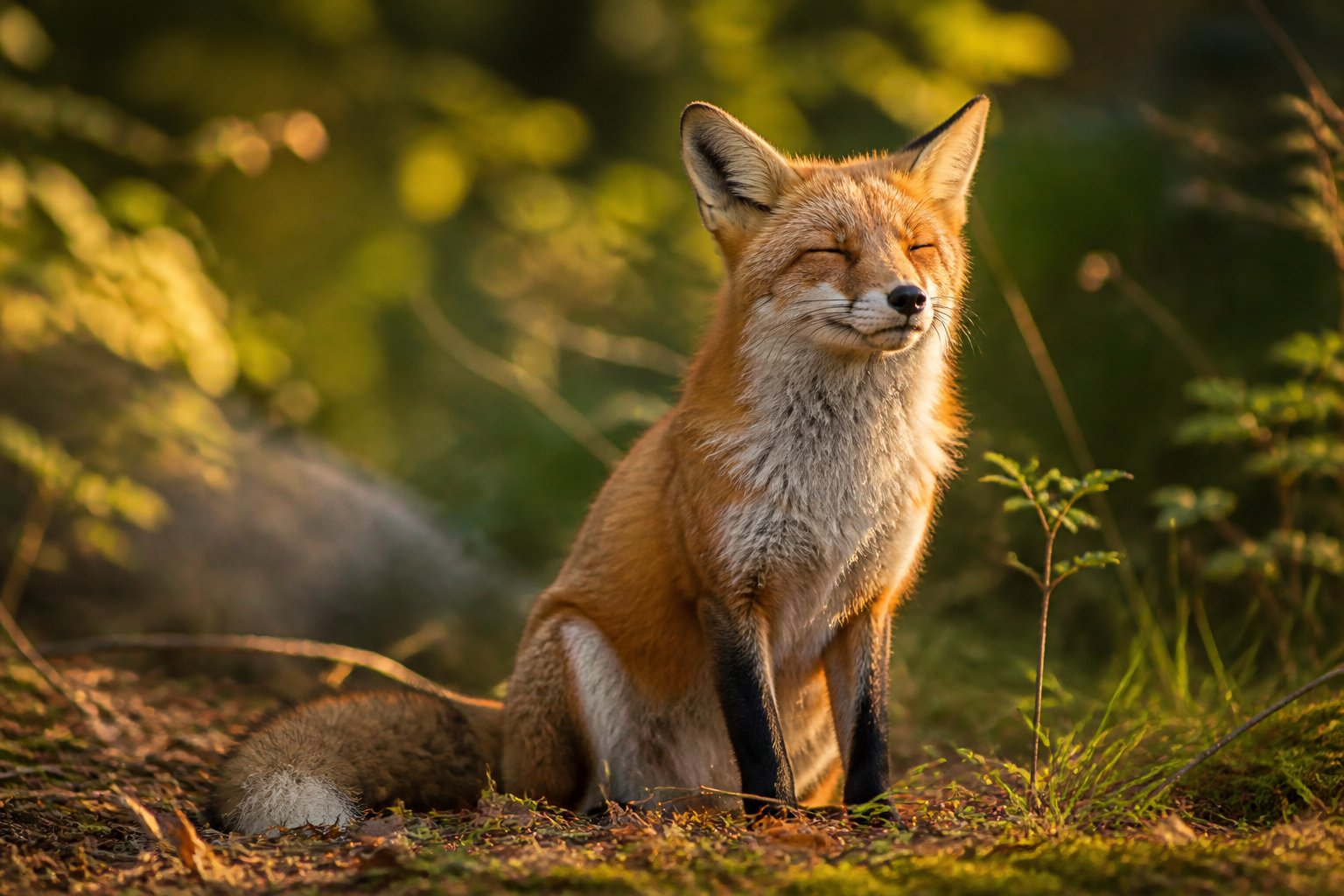 Do Foxes Purr? Sounds And Meanings Explained - Know Animals