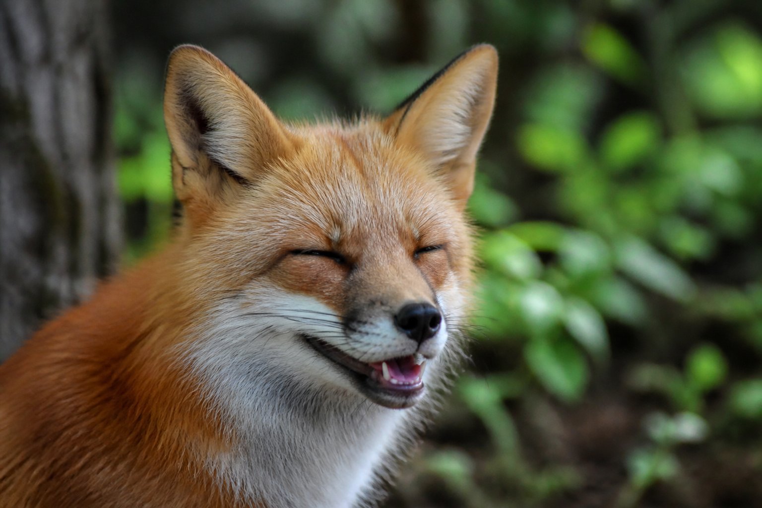 Do Foxes Purr? Sounds And Meanings Explained - Know Animals
