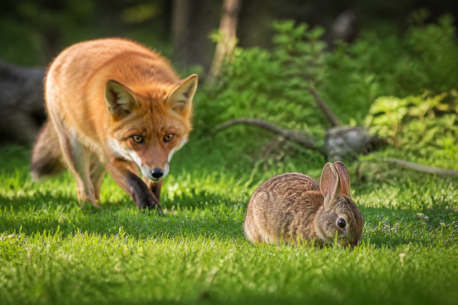 Do Foxes Eat Rabbits? What To Know - Know Animals
