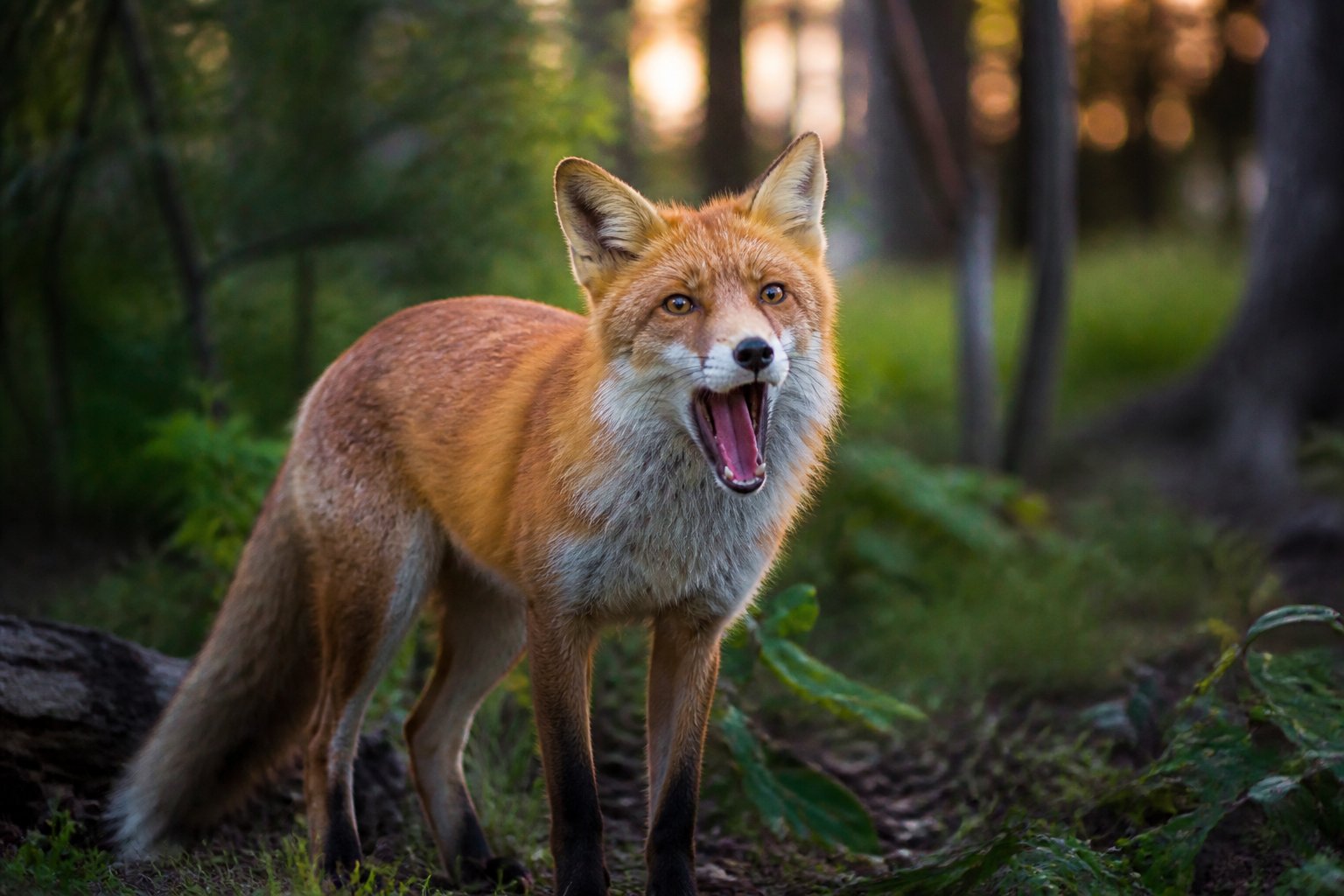 How Fox Sounds Work In The Wild - Know Animals