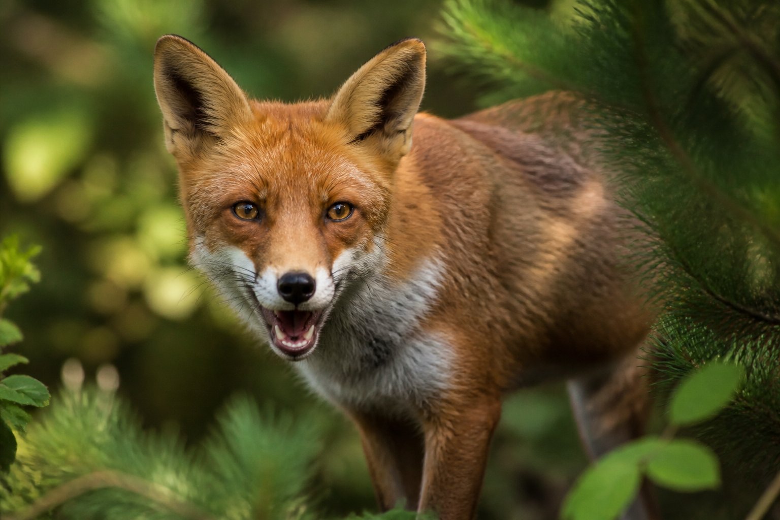 How Do Foxes Sound? Calls, Screams, And Barks - Know Animals