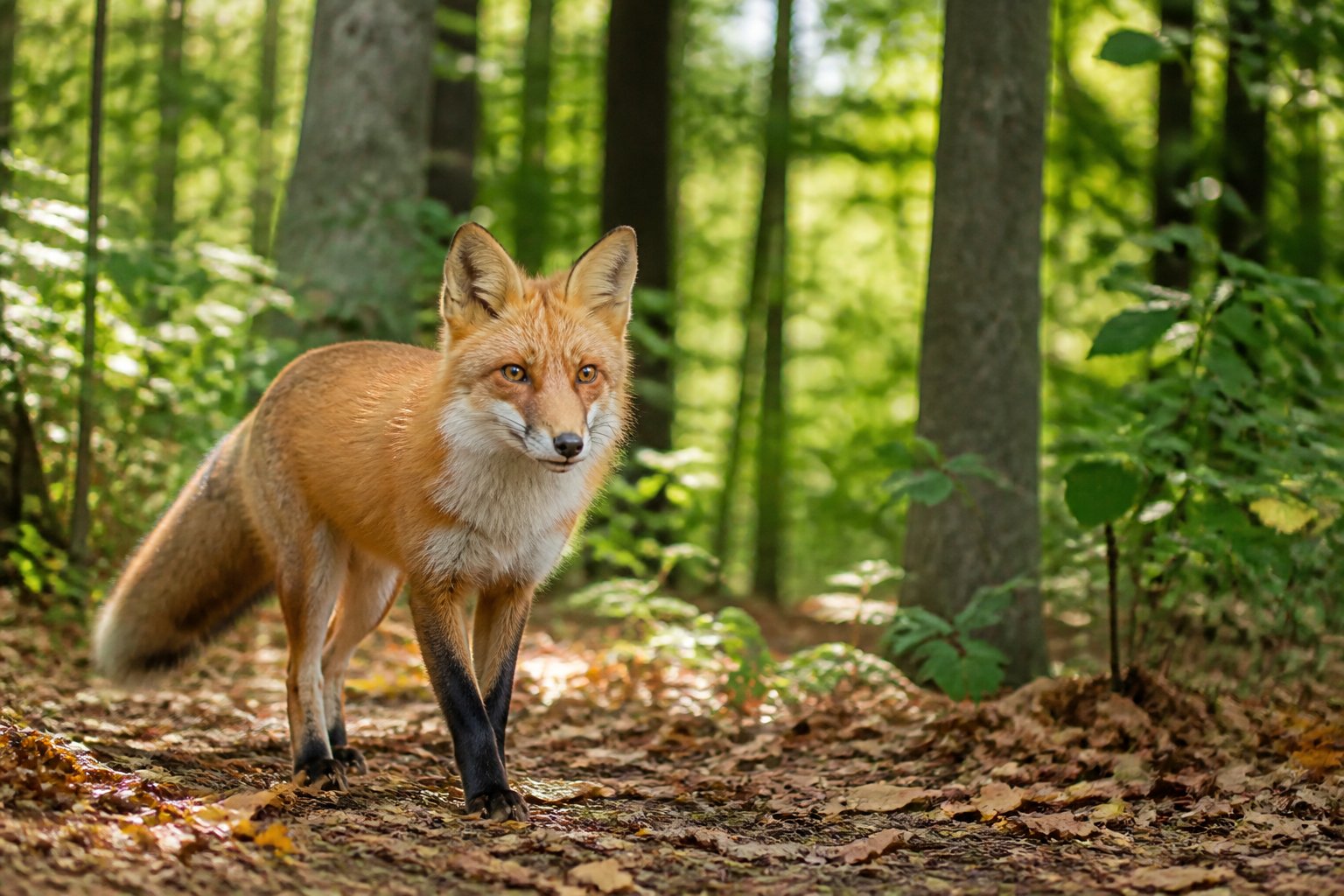 Should Foxes Be Out In Daylight? What It Means - Know Animals
