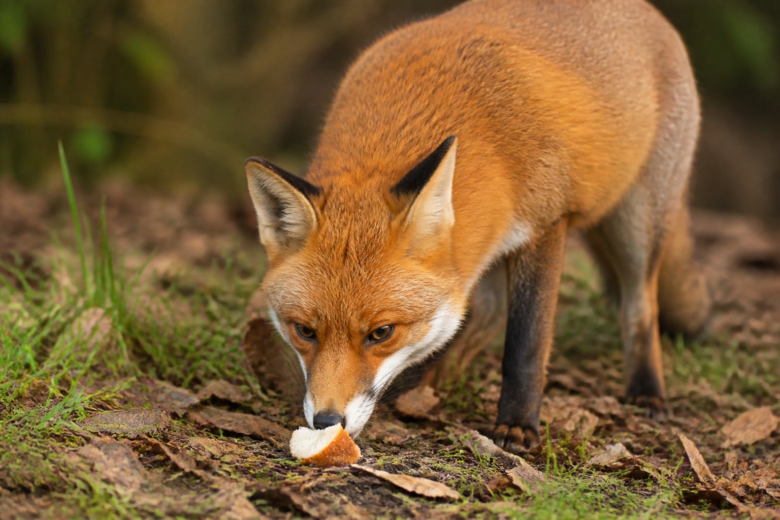 Should Foxes Eat Bread? What To Know - Know Animals