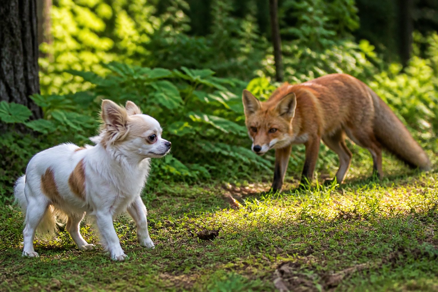 Would Foxes Attack Small Dogs? Risks And Prevention - Know Animals