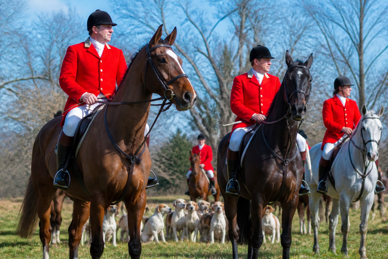 Are You Allowed To Fox Hunt? Laws And Limits - Know Animals