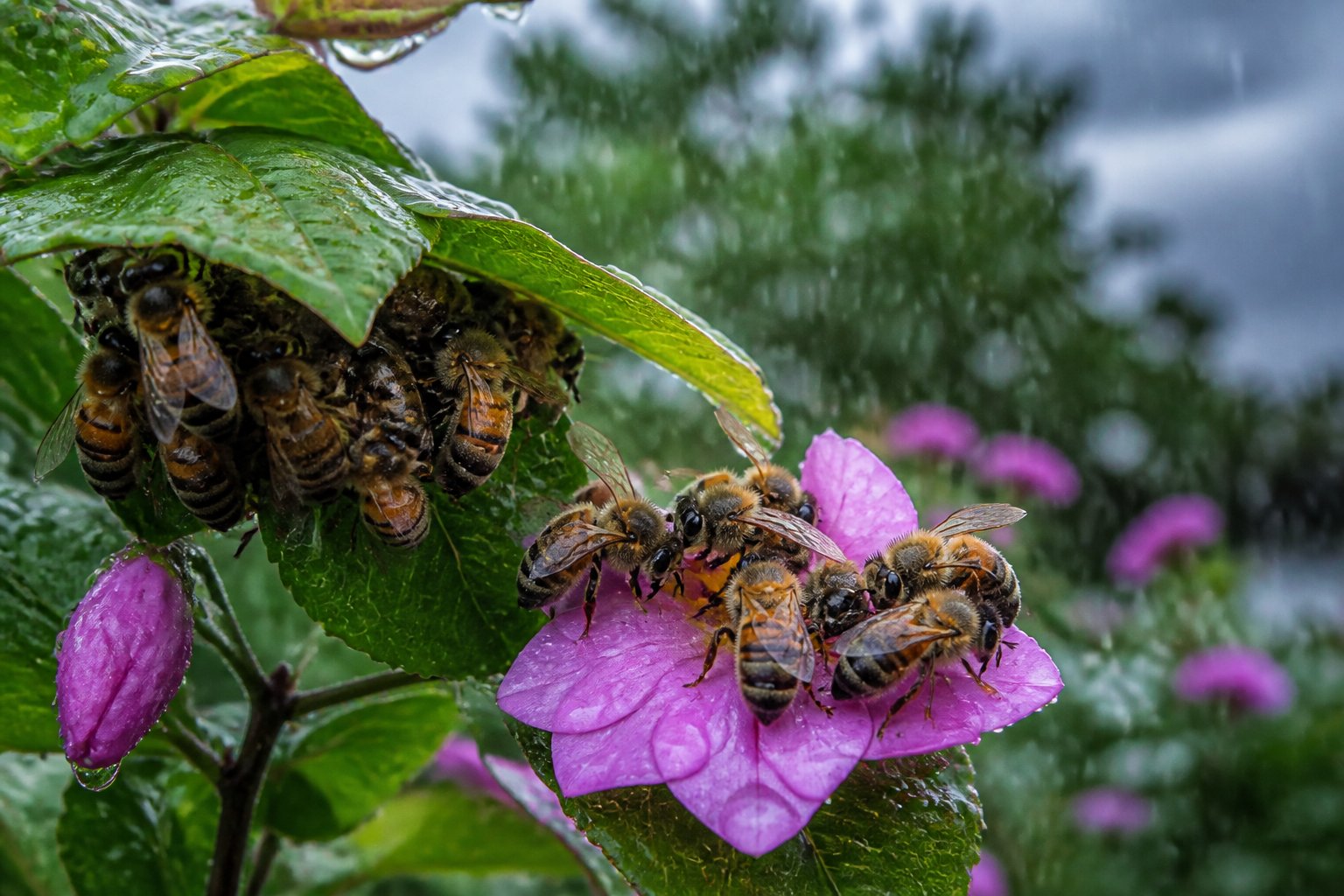 What Happens If Bees Get Wet? Rain And Survival - Know Animals