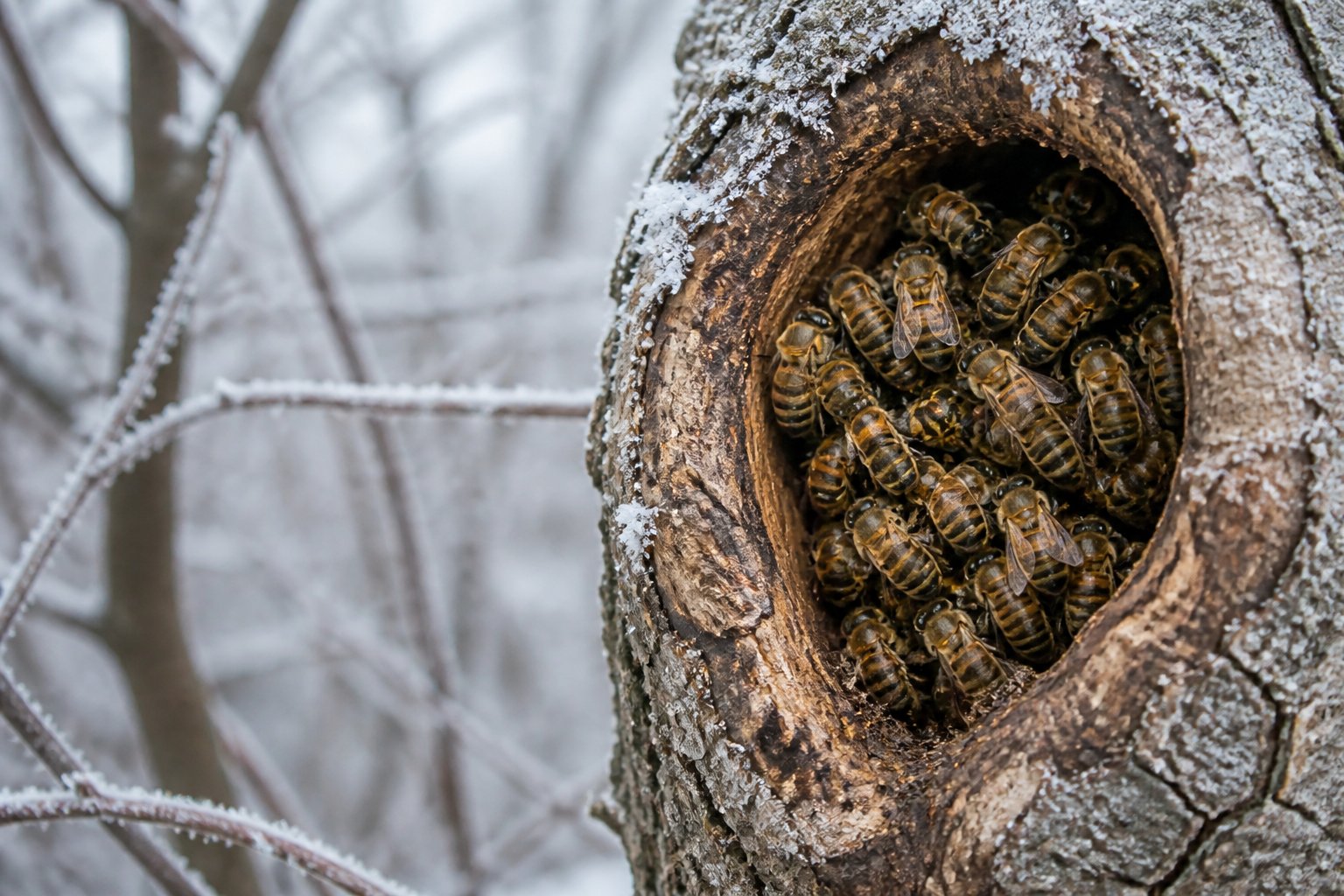 Where Do Bees And Wasps Go In The Winter? Explained - Know Animals