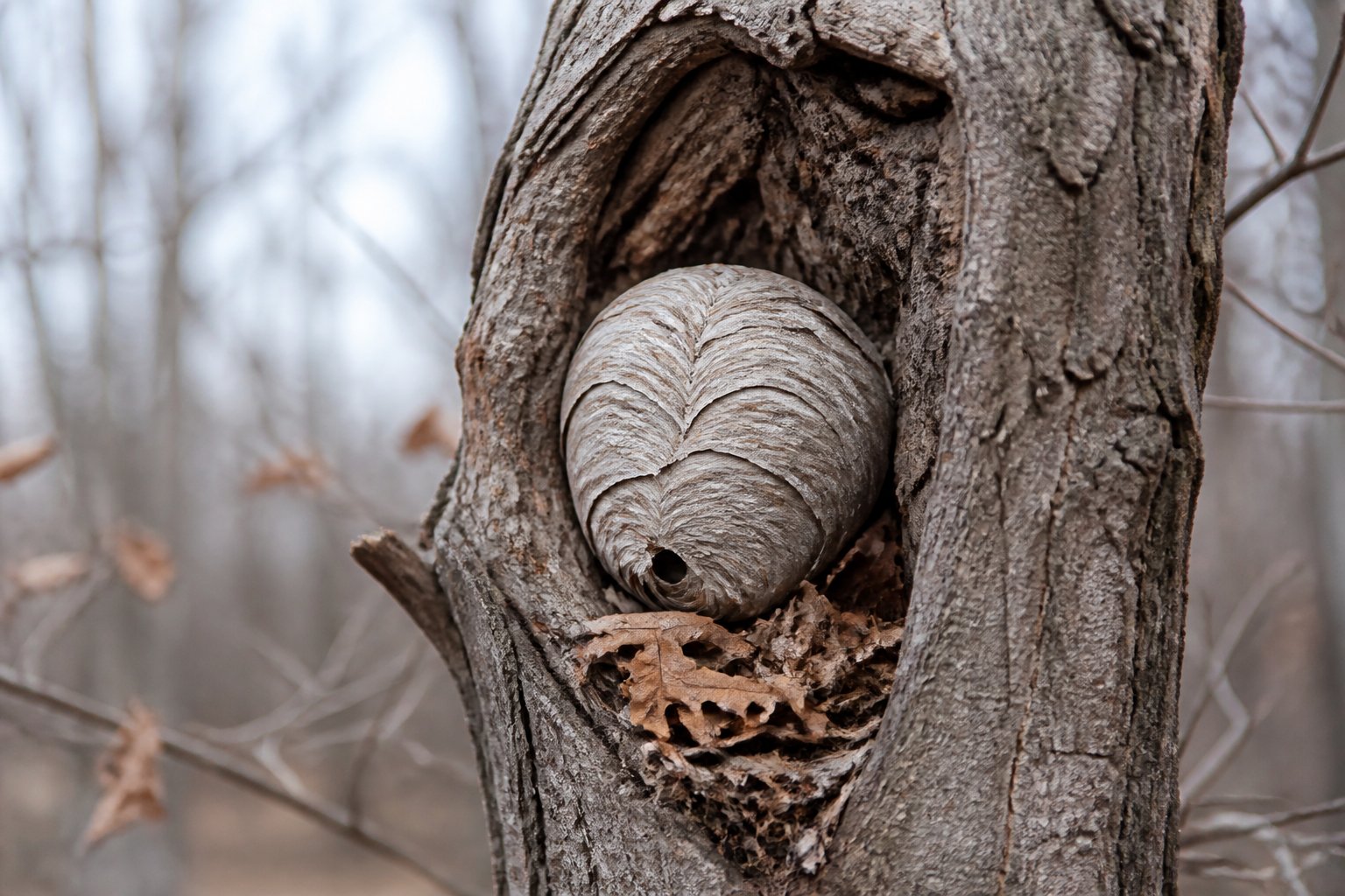 Where Do Bees And Wasps Go In The Winter? Explained - Know Animals