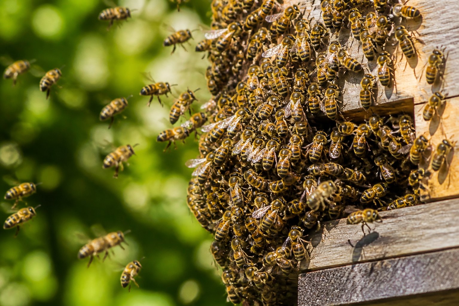 Why Would Bees Swarm? Causes, Signs, And Safety - Know Animals