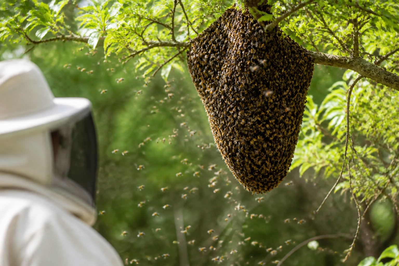 Why Would Bees Swarm? Causes, Signs, And Safety - Know Animals