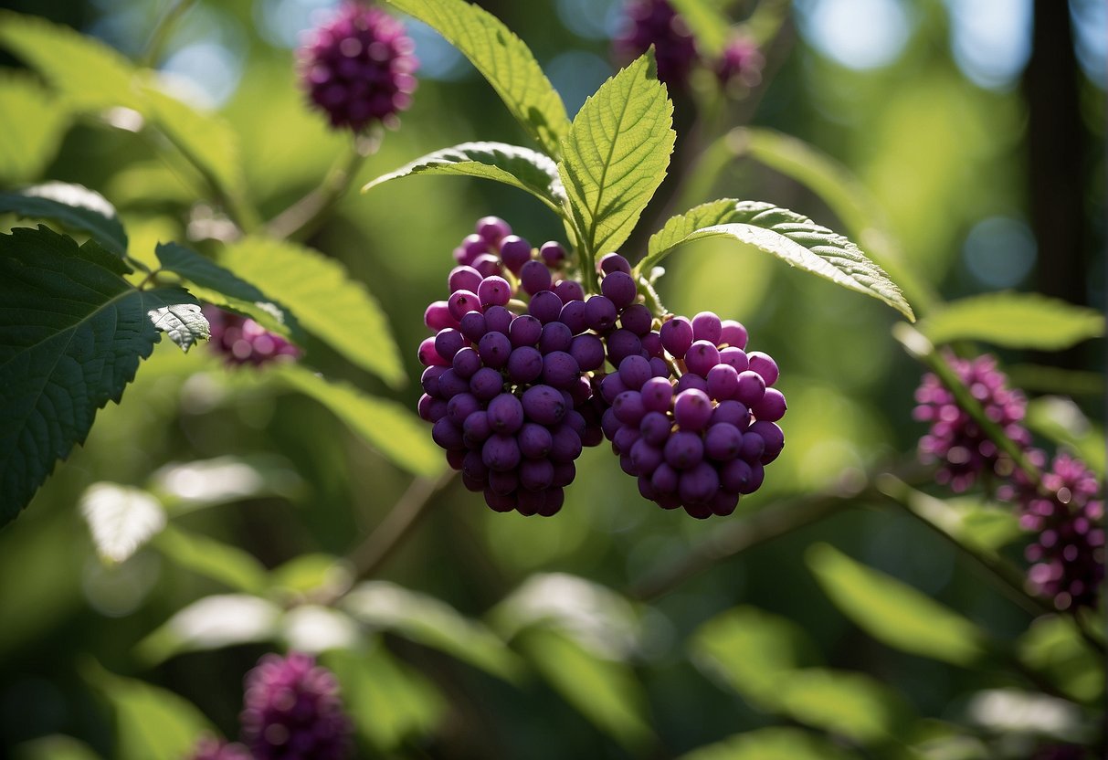 Where to Find Beautyberry: Tips and Locations for Spotting This ...