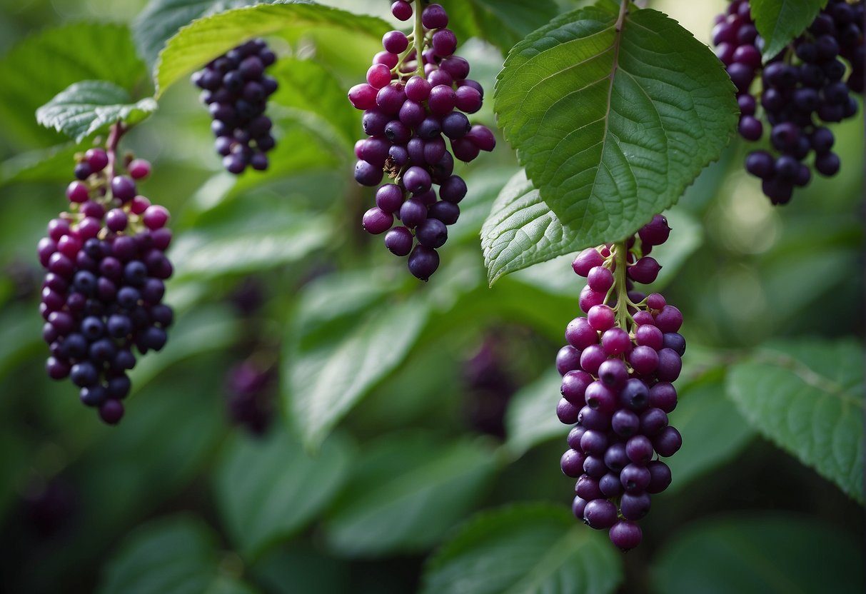 Where to Find Beautyberry: A Guide to Locating this Colorful Shrub
