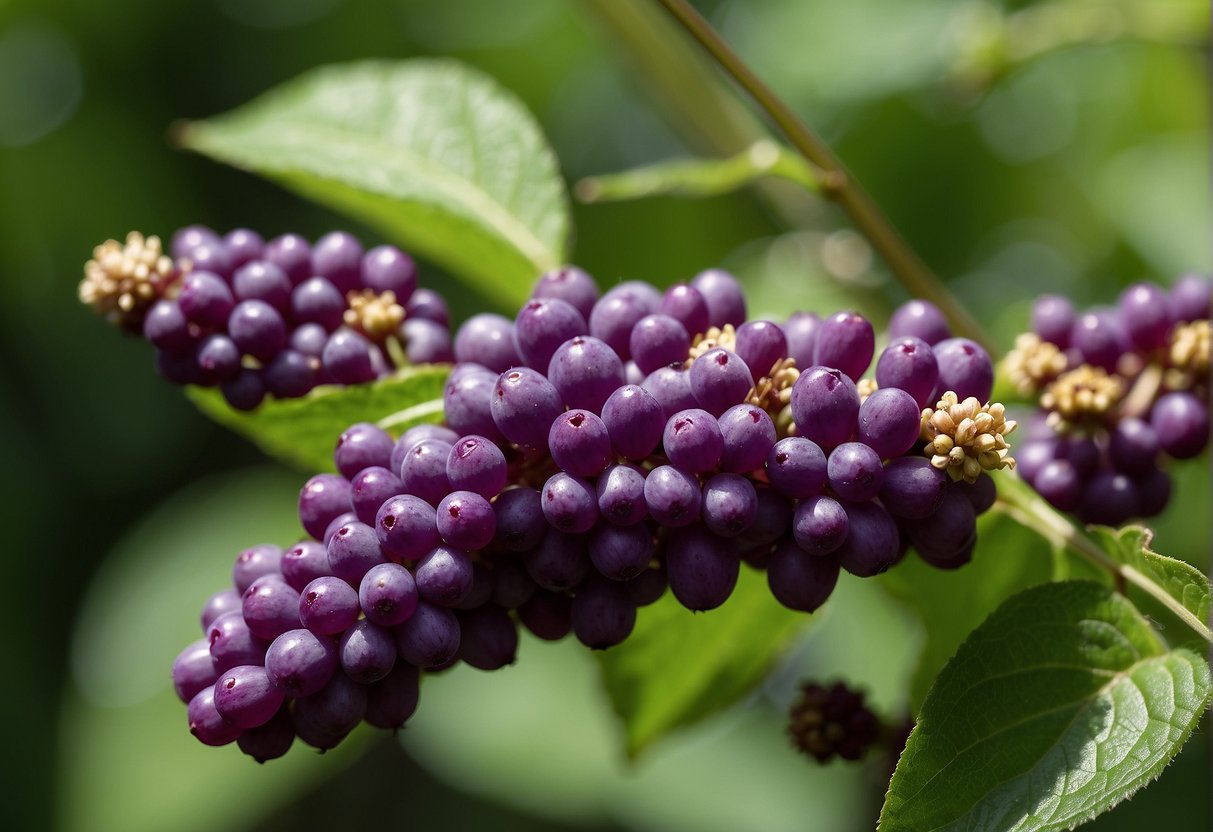 When Does Beautyberry Bloom: A Guide to Blooming Season