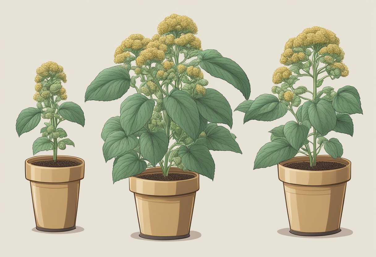 How to Harvest Chia Seeds Efficiently from Your Home Garden - Evergreen ...